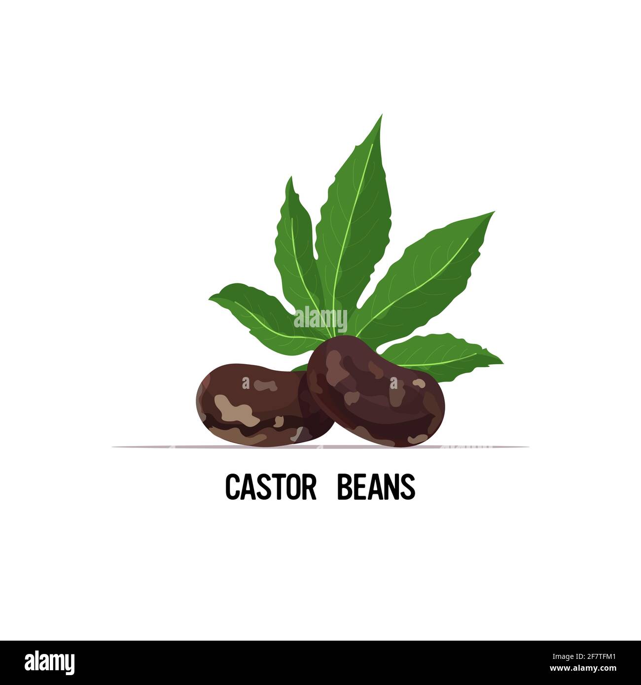 Castor beans Stock Vector Images - Alamy