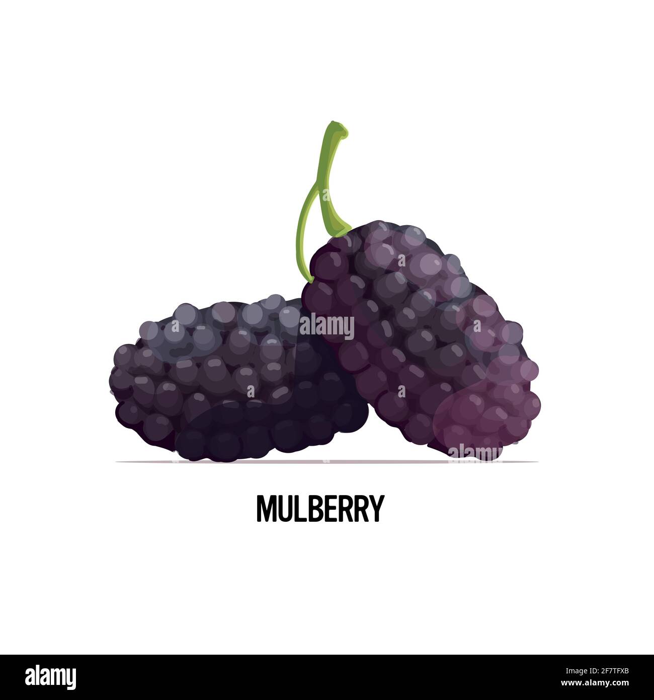 Mulberry logo hi-res stock photography and images - Alamy