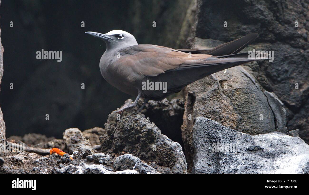 Common noddy (Anous stolidus) at Punta Vincente Roca, Isabela Island ...