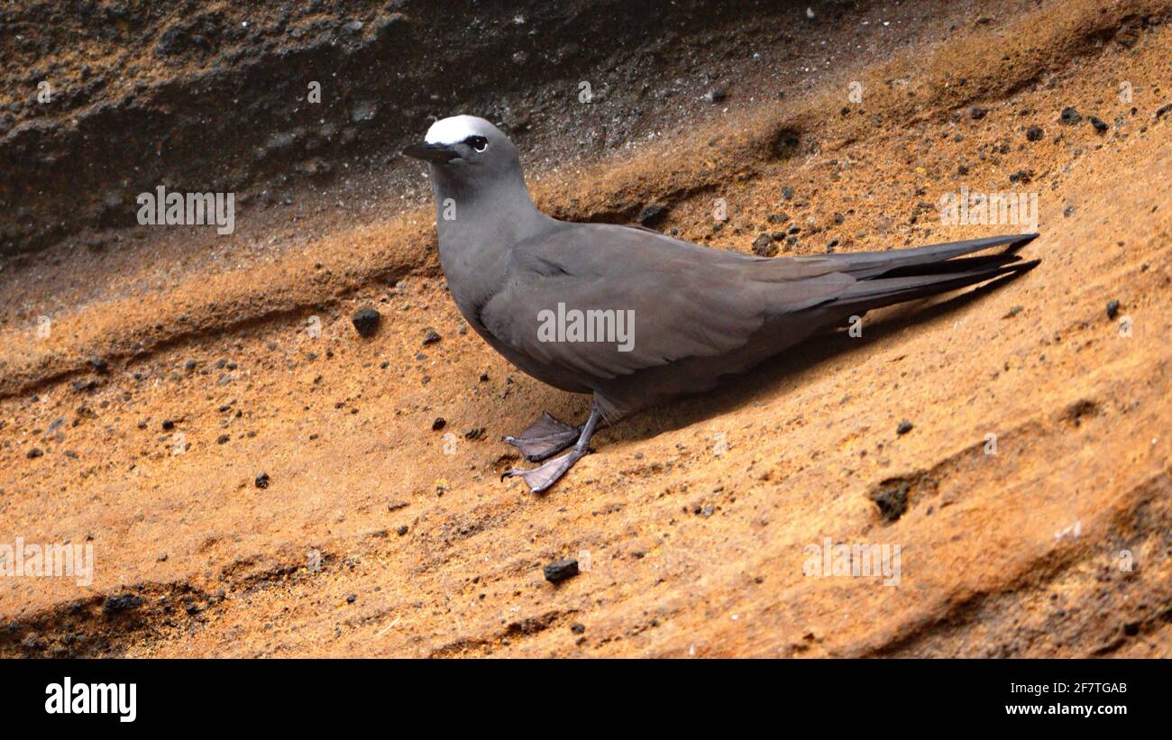 Common noddy (Anous stolidus) at Punta Vincente Roca, Isabela Island ...