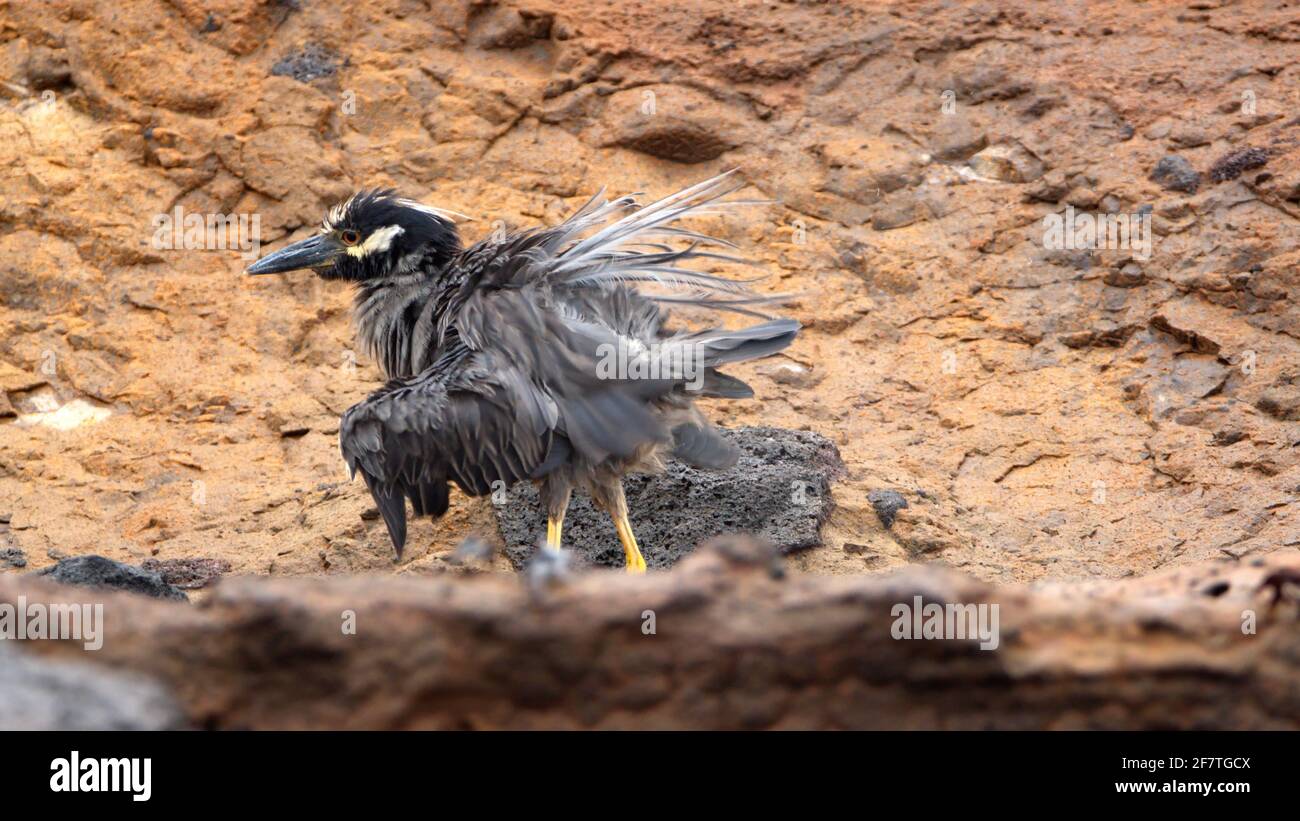 Disheveled Bird High Resolution Stock Photography and Images - Alamy