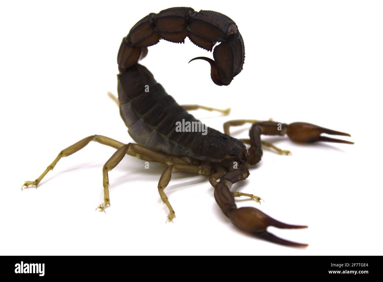 Fattail Scorpion High Resolution Stock Photography and Images - Alamy