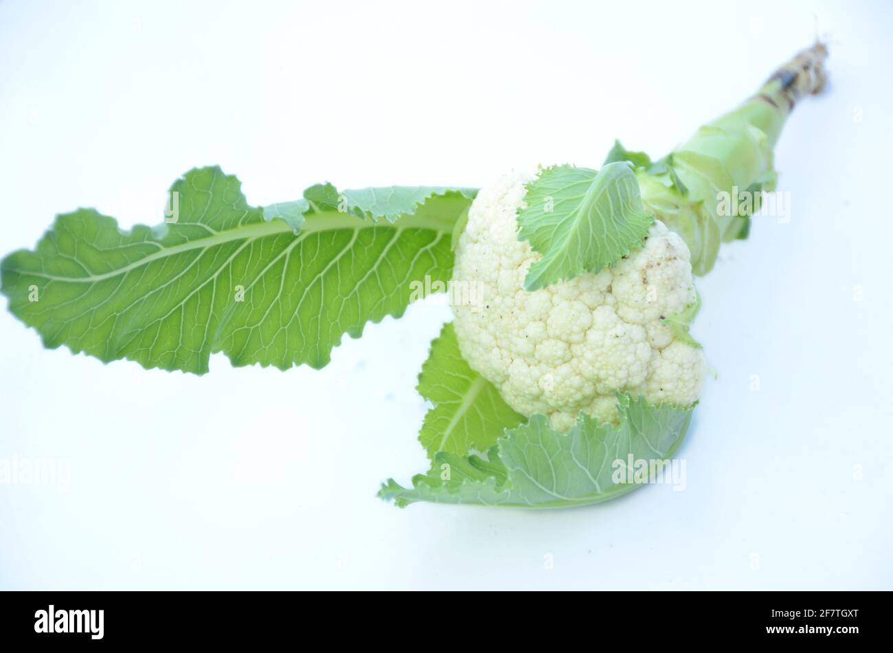 Closeup of ripe white cauliflower plant isolated on white background ...