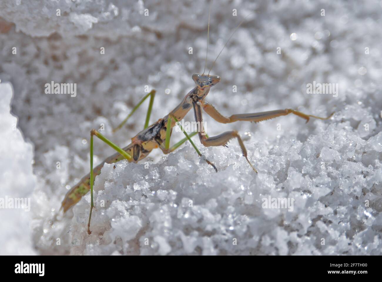 Mantis in a salt mine. San Luis, Argentina Stock Photo - Alamy
