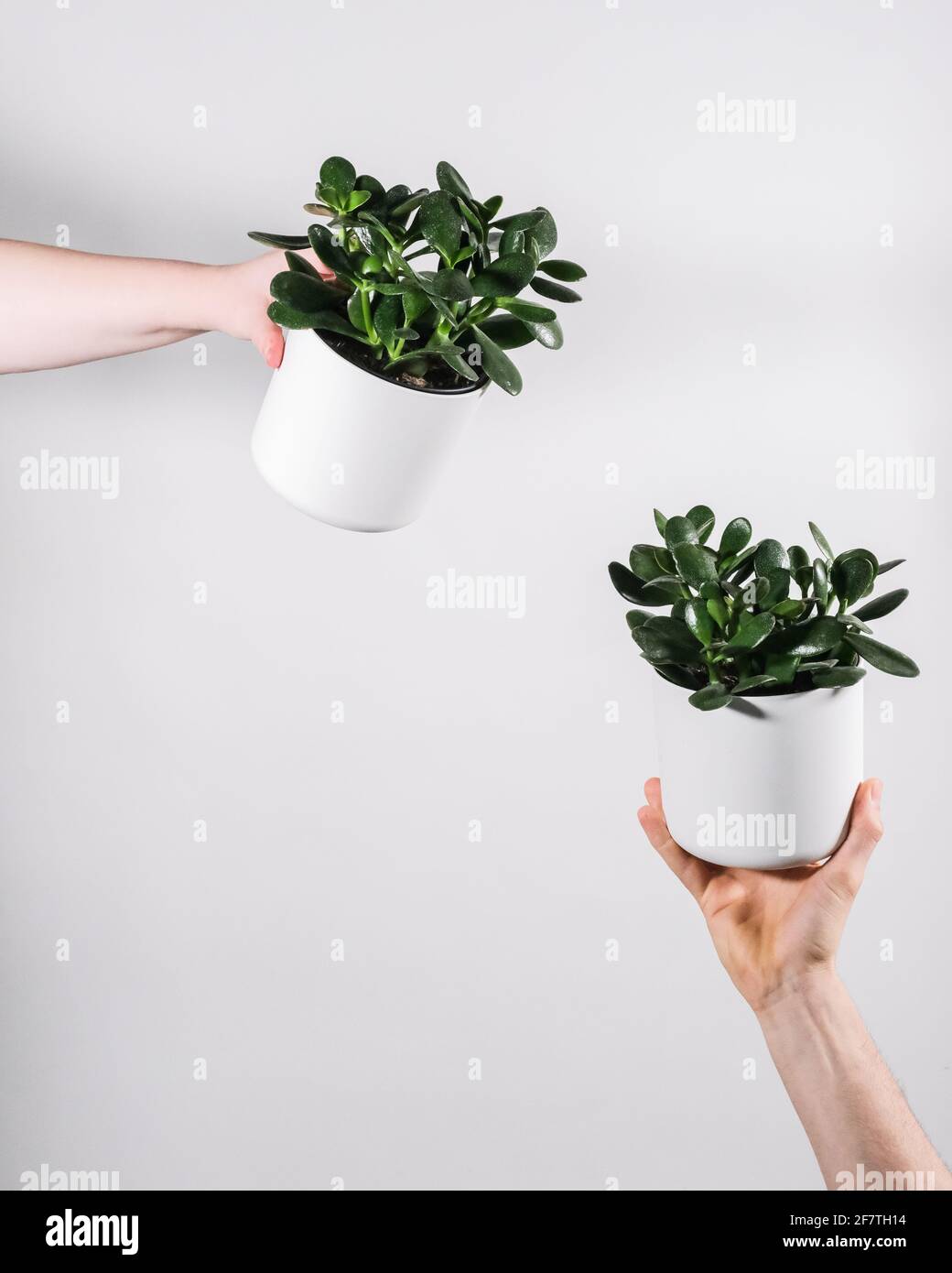 Mini jade hi-res stock photography and images - Alamy