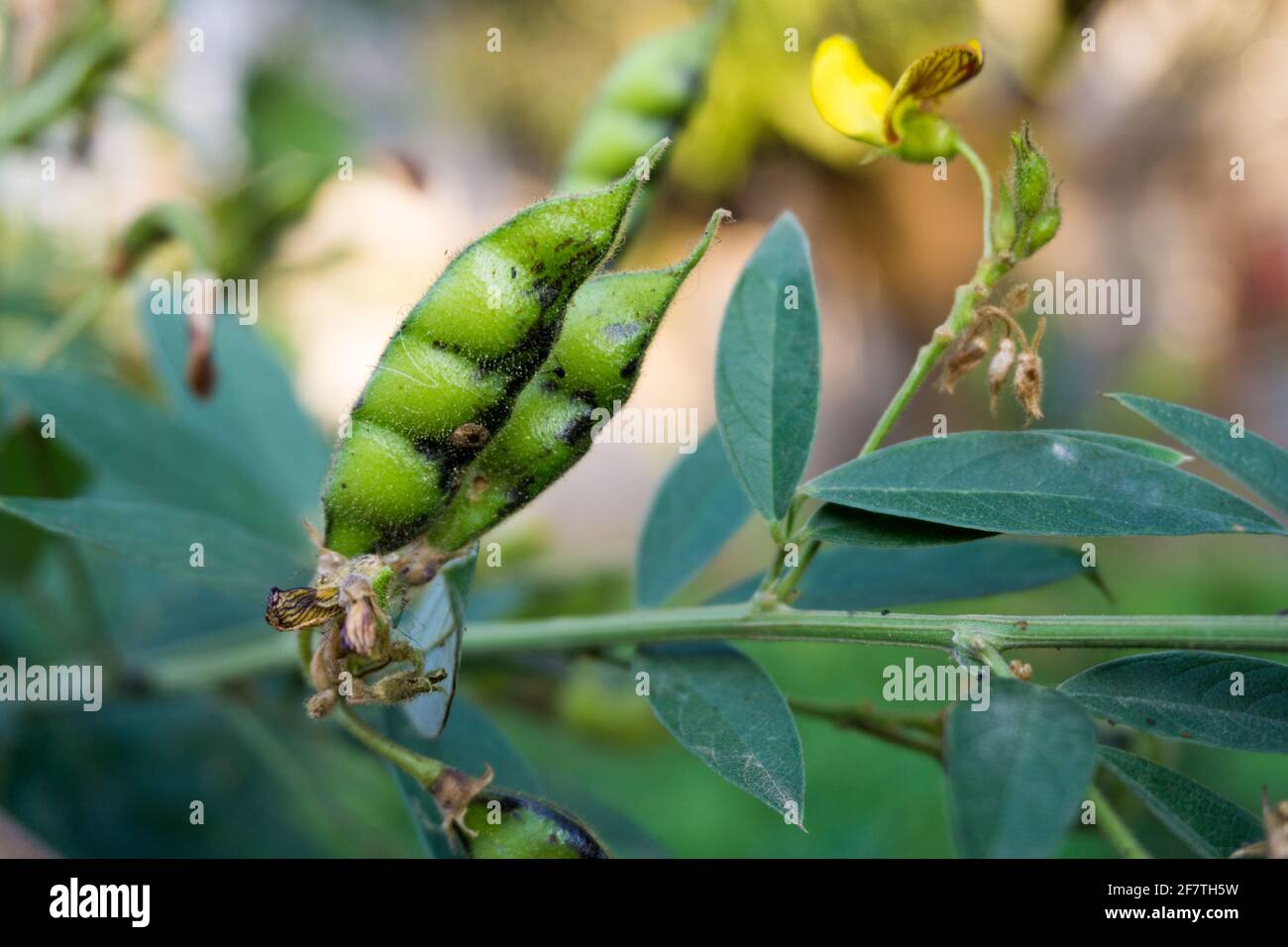 Closeup of tur crop hi-res stock photography and images - Alamy
