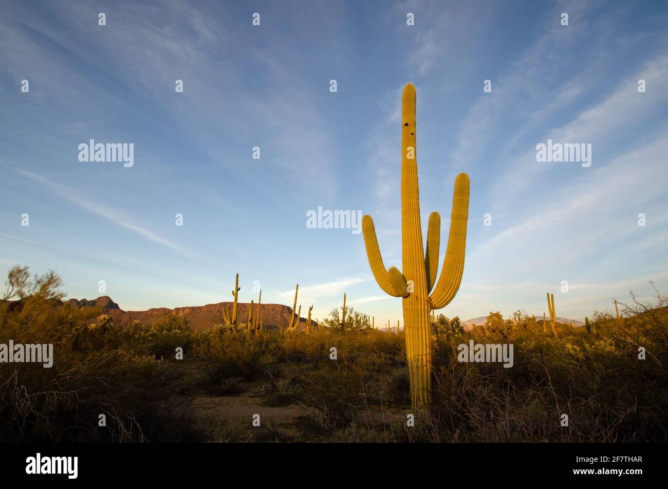 Sonoran Desert Landscape Stock Photo - Alamy