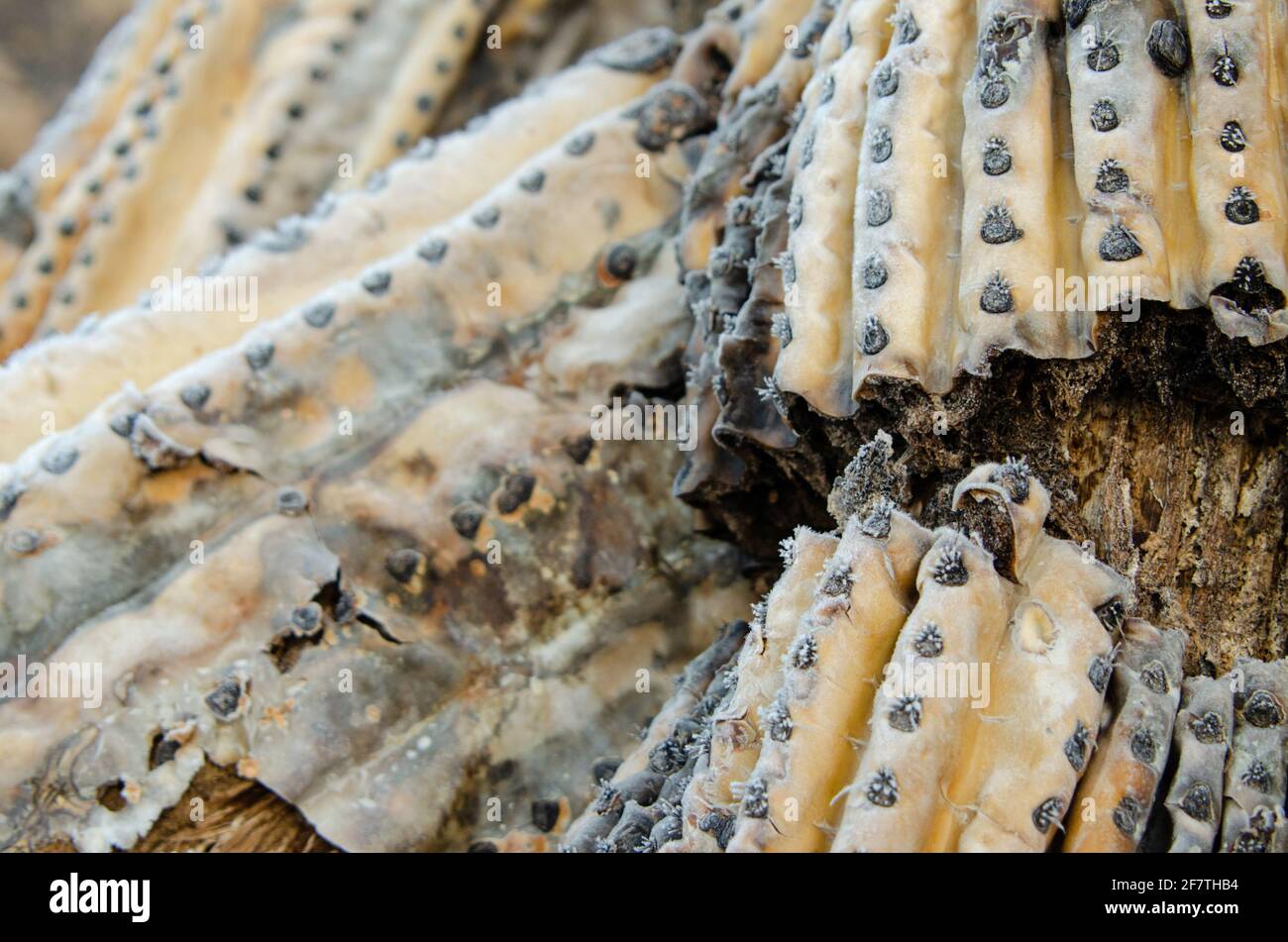 Frost on decaying saguaro cactus detail Stock Photo - Alamy