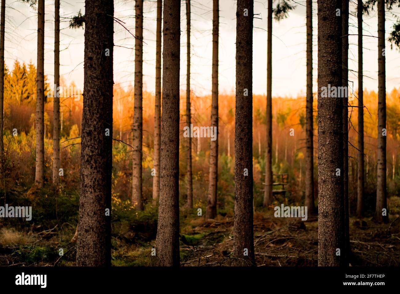 Beautiful scenery of a lot of trees in a forest at sunset Stock Photo ...