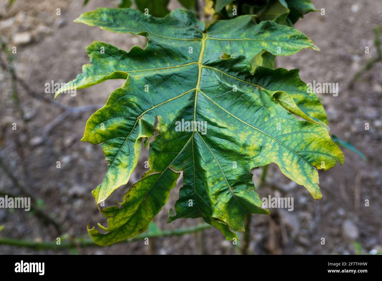 The leaves are spirally arranged hi-res stock photography and images ...