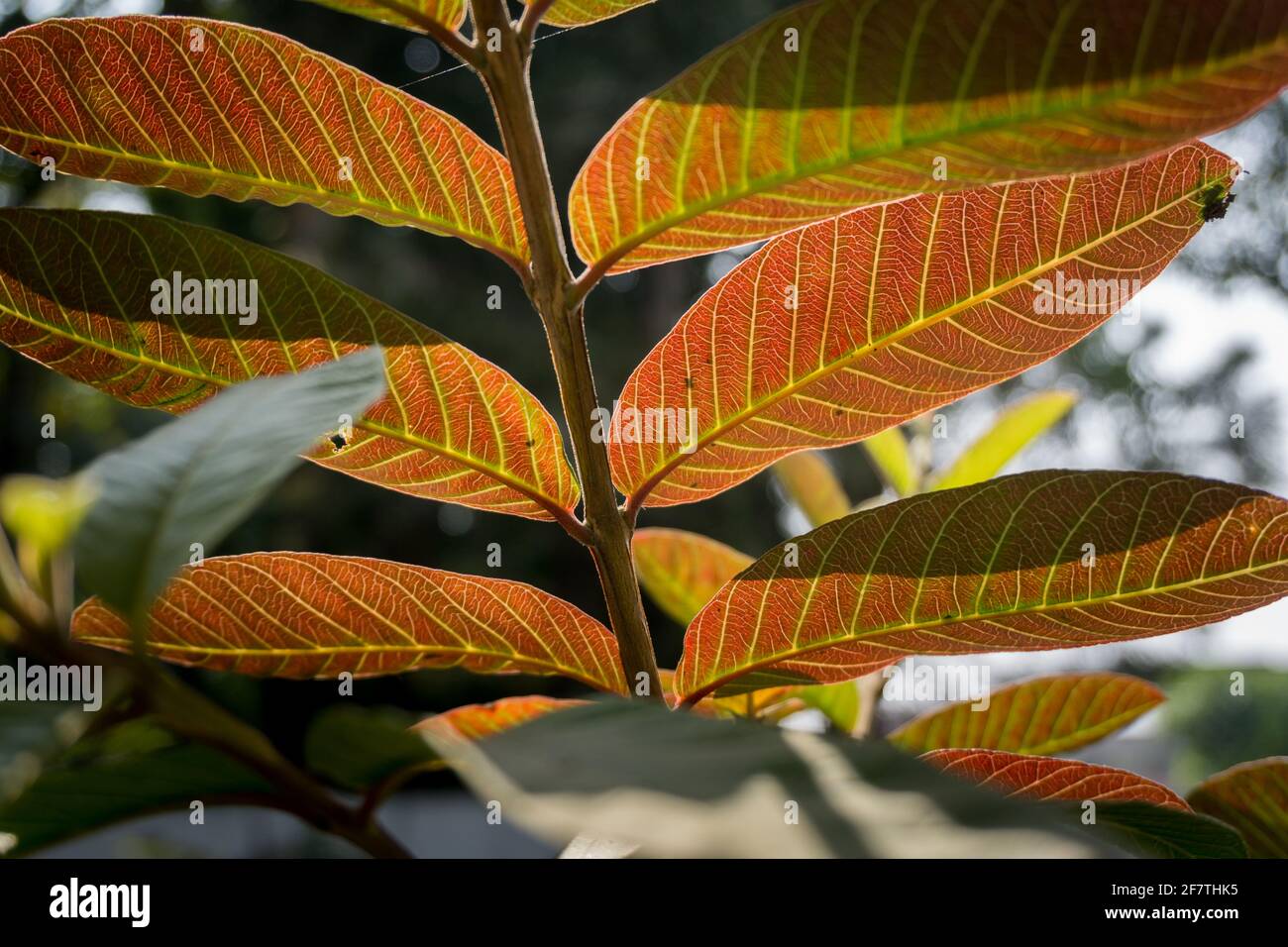 Guava tree hi-res stock photography and images - Alamy