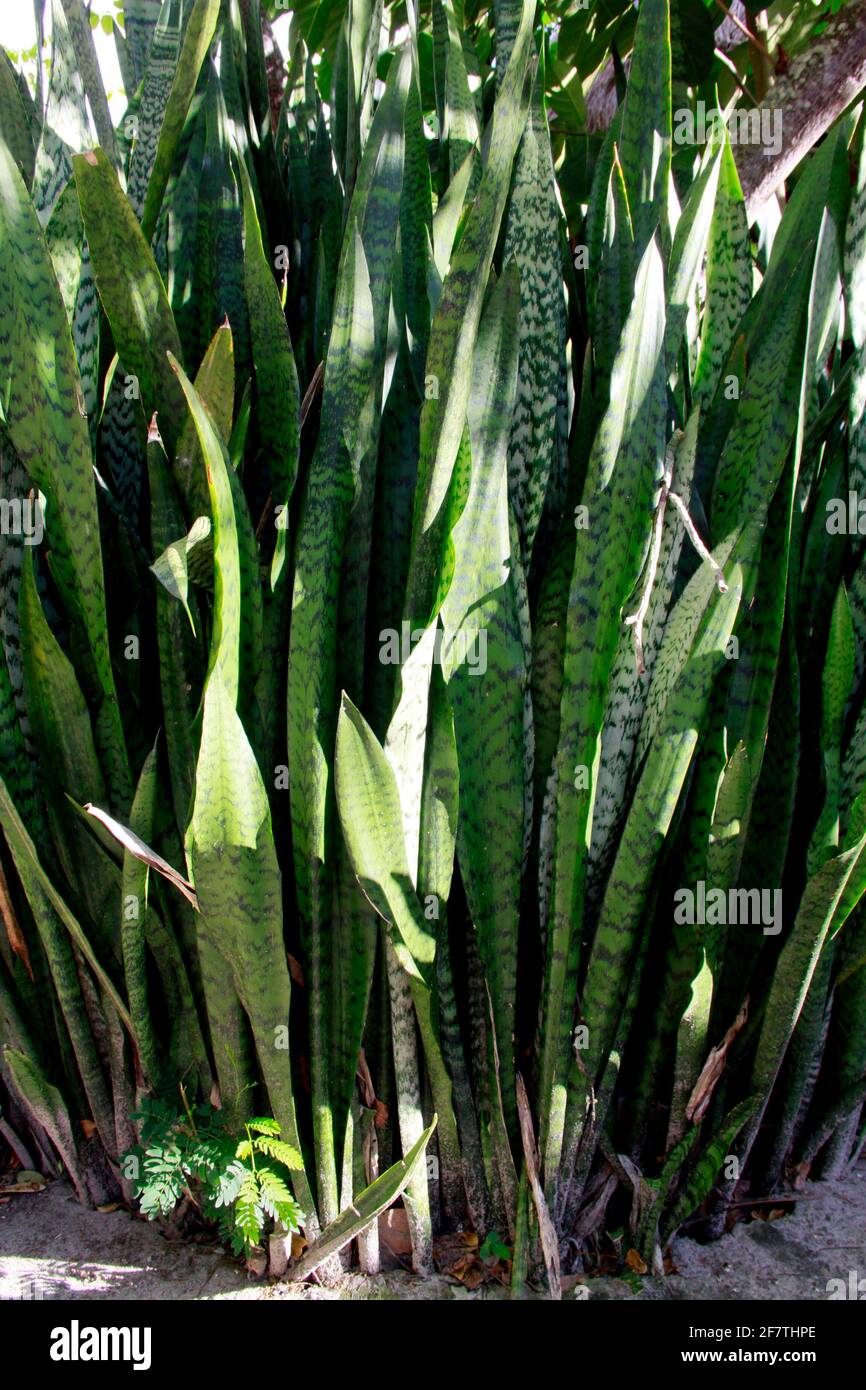 salvador, bahia / brazil - october 28, 2013: sword plant of Sao Jorge ...