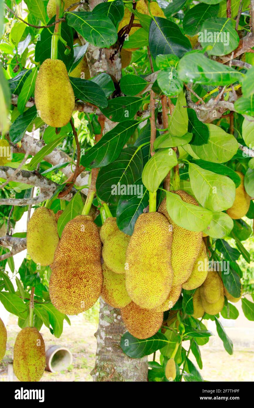 salvador, bahia / brazil - october 28, 2013: jackfruit and its fruits ...