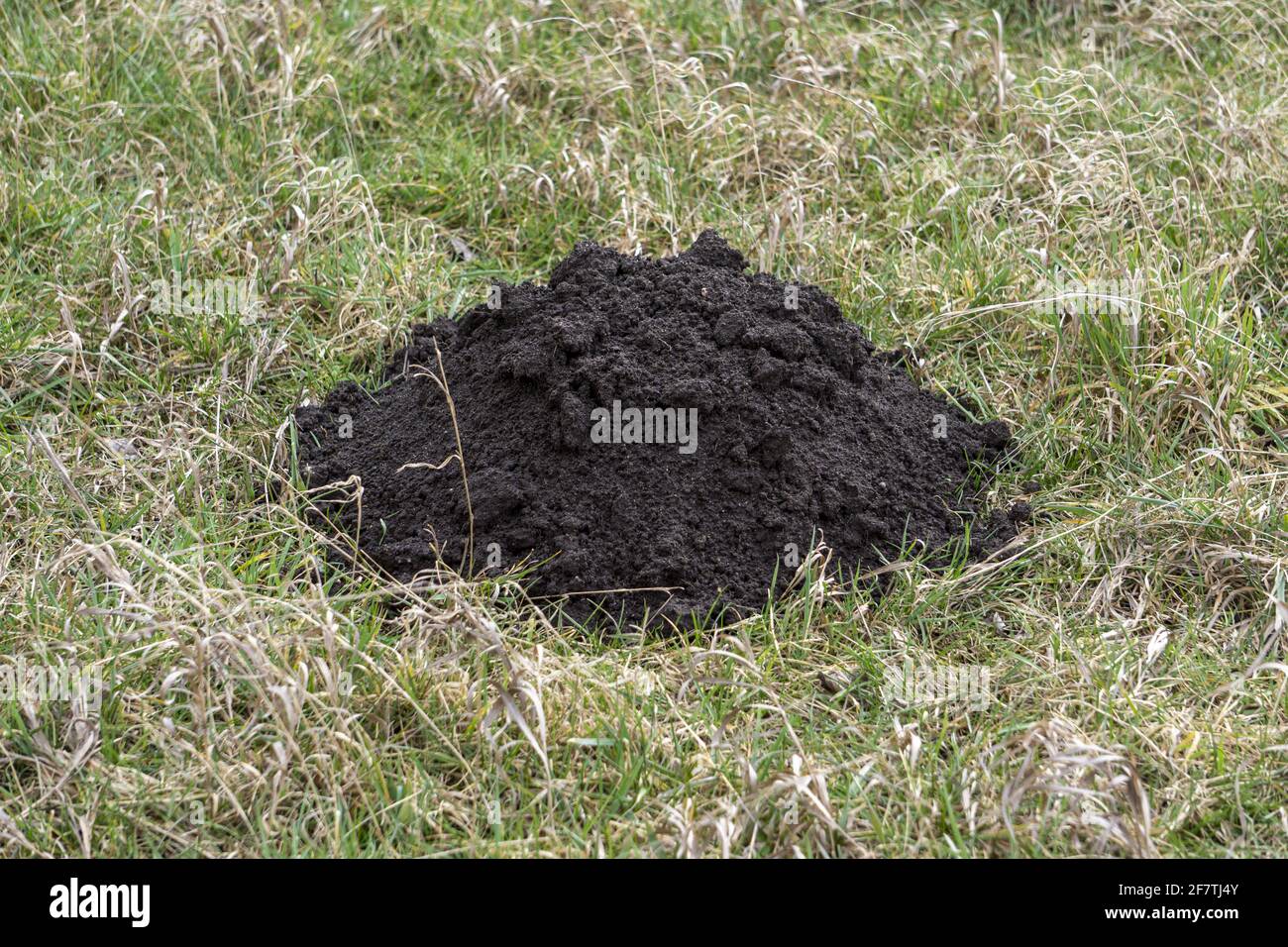 A molehill hi-res stock photography and images - Alamy