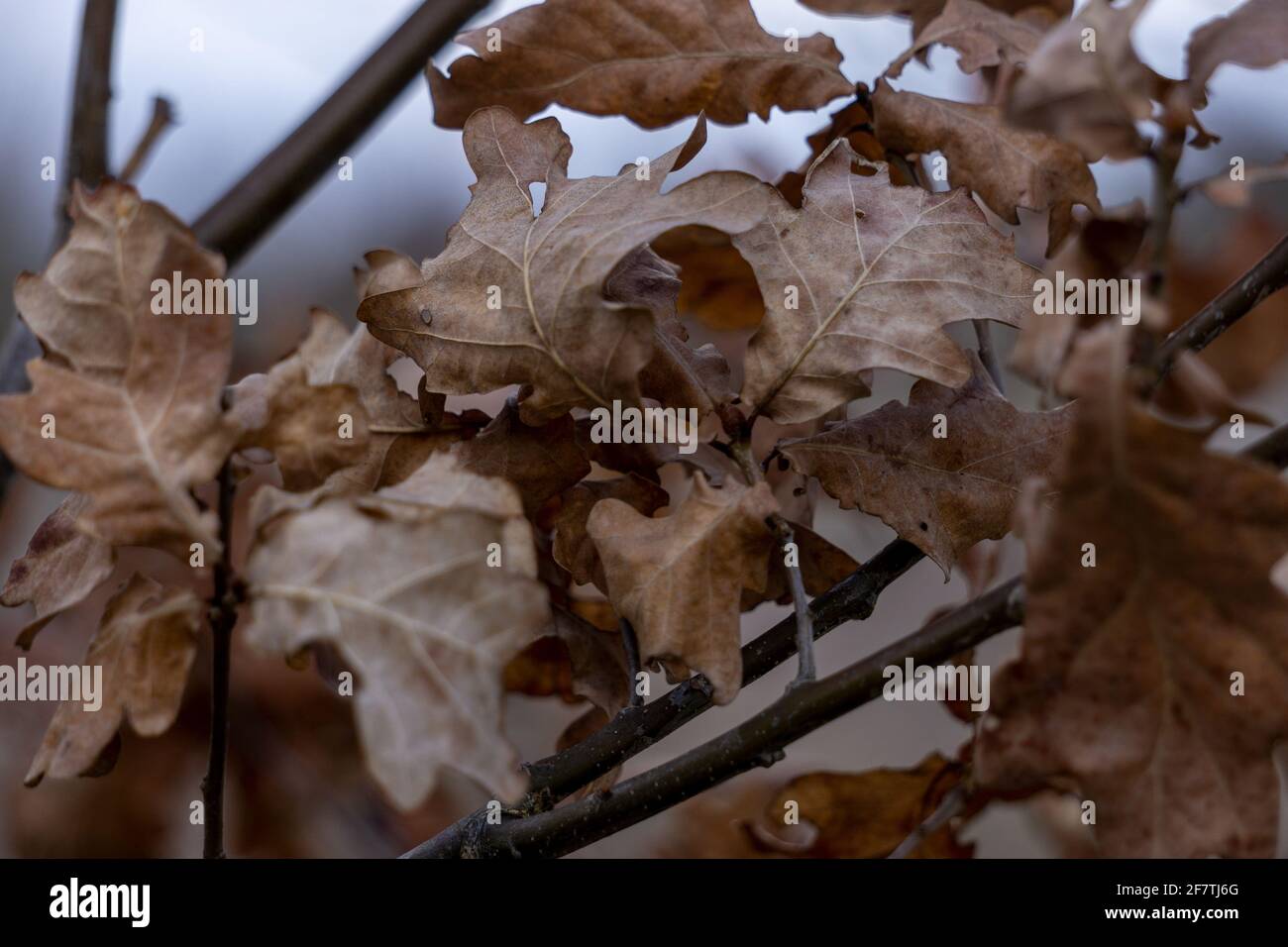 Closeup shot of dried leaves on a tree branch Stock Photo - Alamy