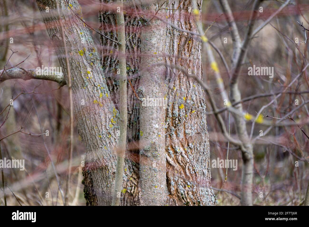 Closeup shot of tree trunks and branches Stock Photo - Alamy
