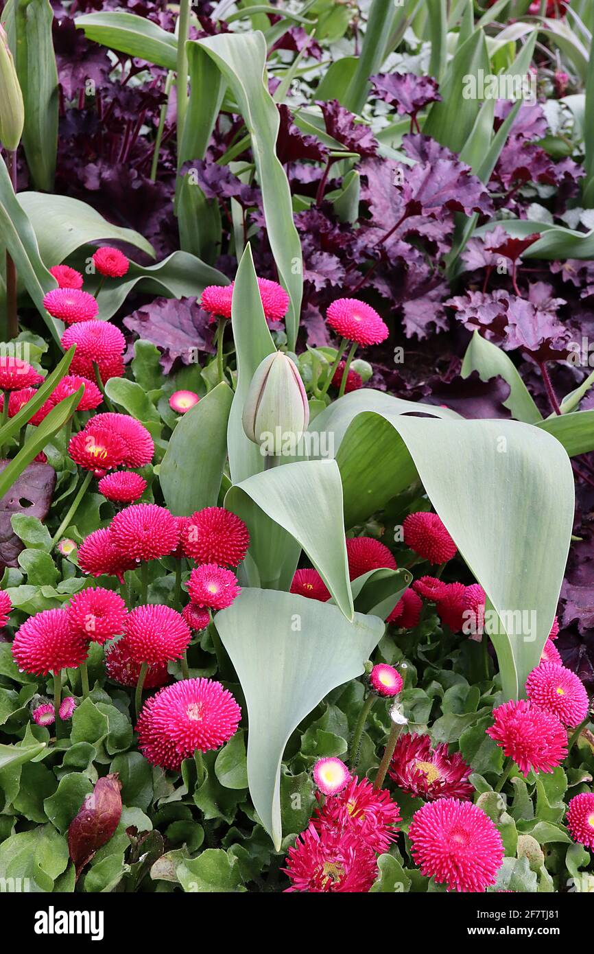 Bellis perennis 'Bellissima Red' red Bellis – red flowers with tightly ...