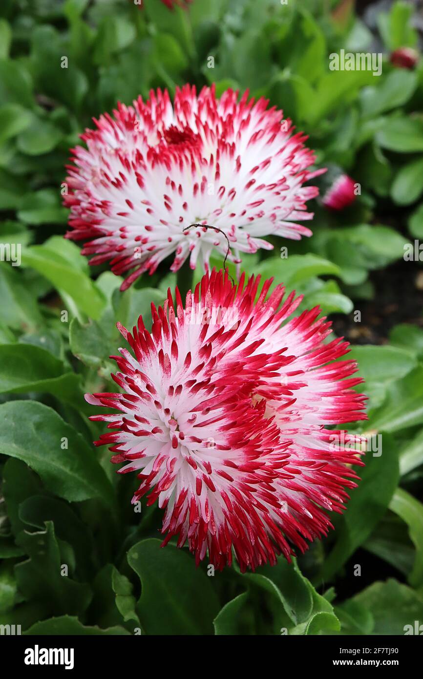 Bellis perennis red pomponette hi-res stock photography and images - Alamy