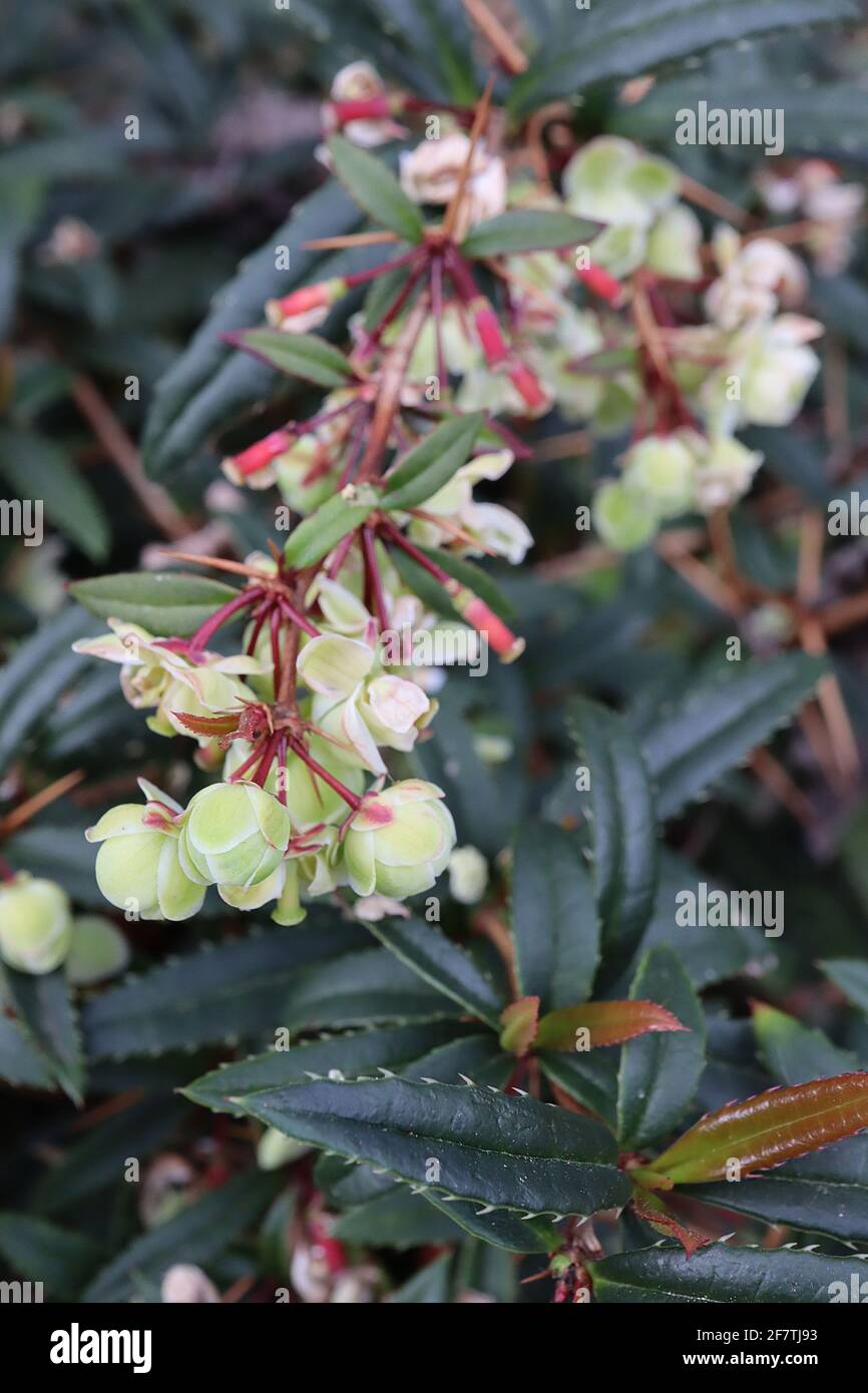 Chinese barberry hi-res stock photography and images - Alamy