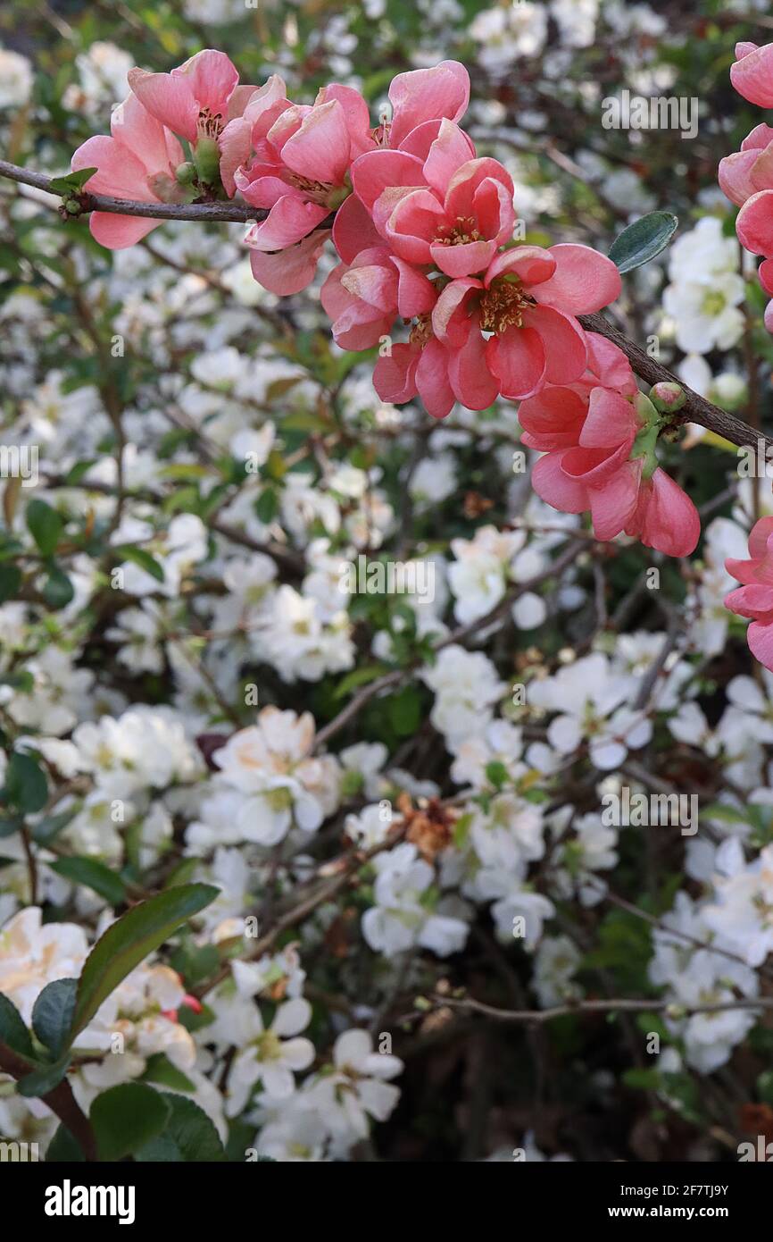 Chaenomeles speciosa ‘Eximia’ Japanese flowering quince Eximia – coral ...