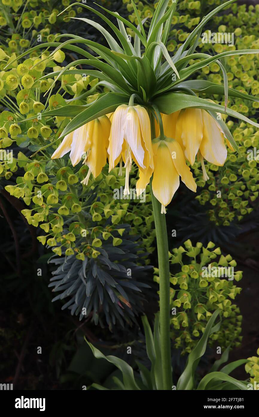 Lance Shaped Leaf High Resolution Stock Photography and Images - Alamy