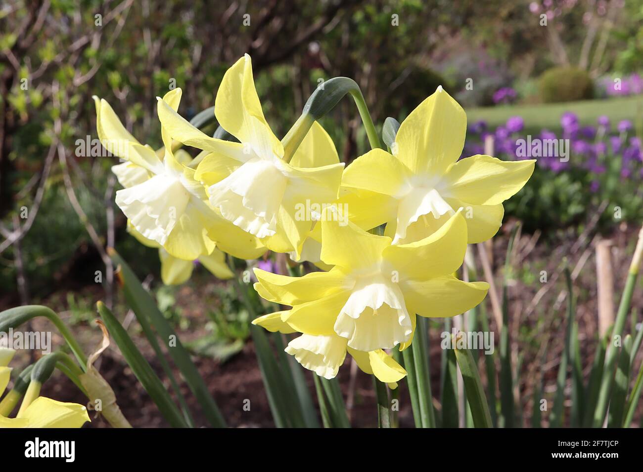 Dwarf jonquilla daffodil hi-res stock photography and images - Alamy