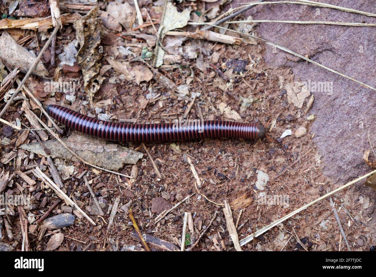 Brown centipede on the ground Stock Photo - Alamy