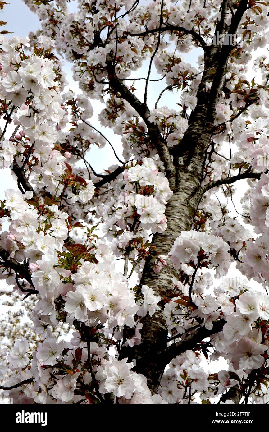 Prunus ‘Tai-Haku’ Tai-Haku cherry blossom – double white flowers and ...