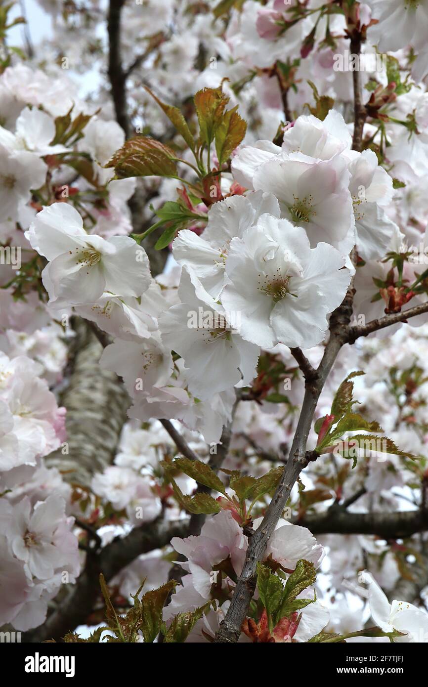 White flowering japanese cherry blossom tai haku hi-res stock ...