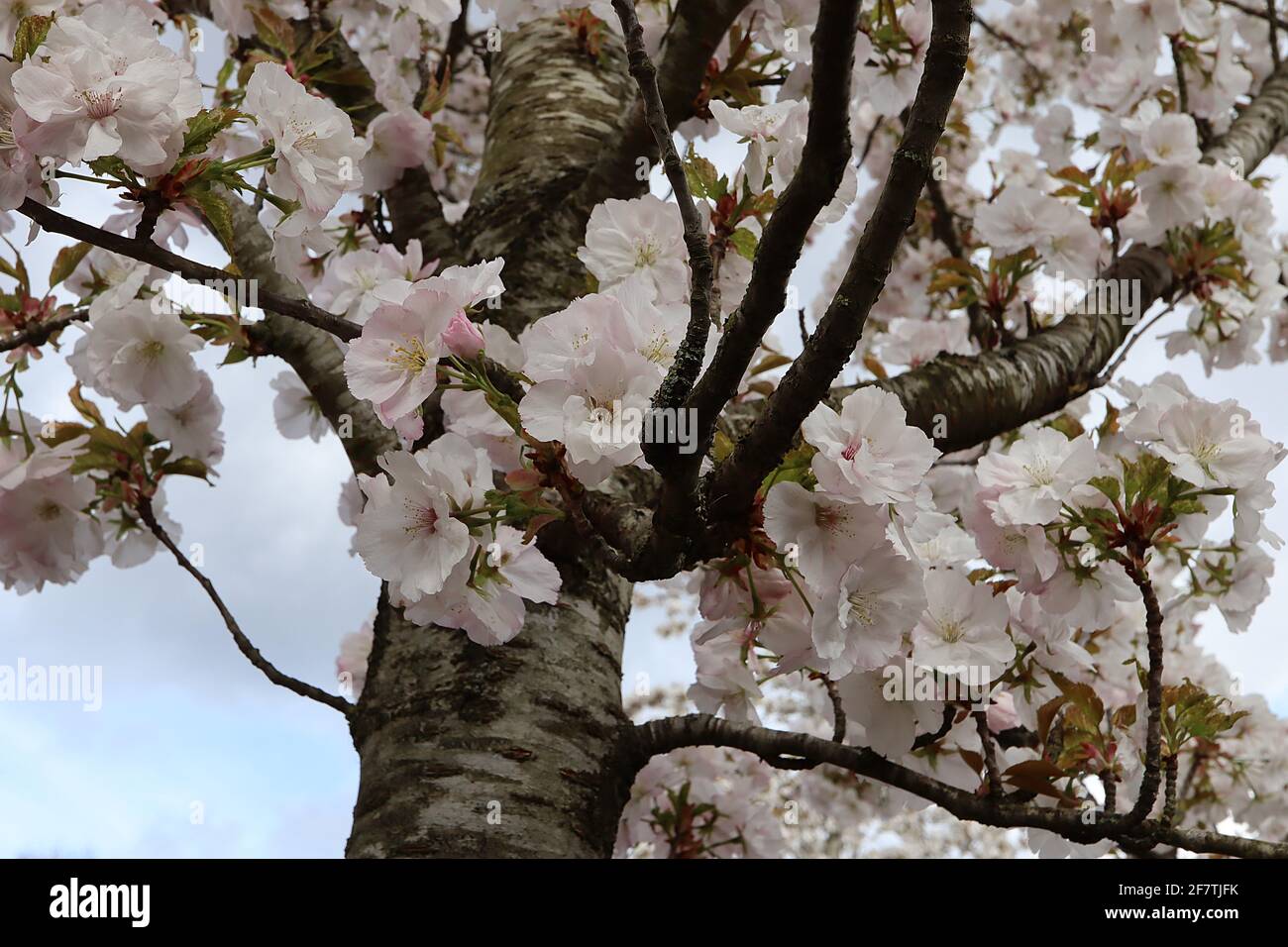 Prunus ‘Tai-Haku’ Tai-Haku cherry blossom – double white flowers and ...
