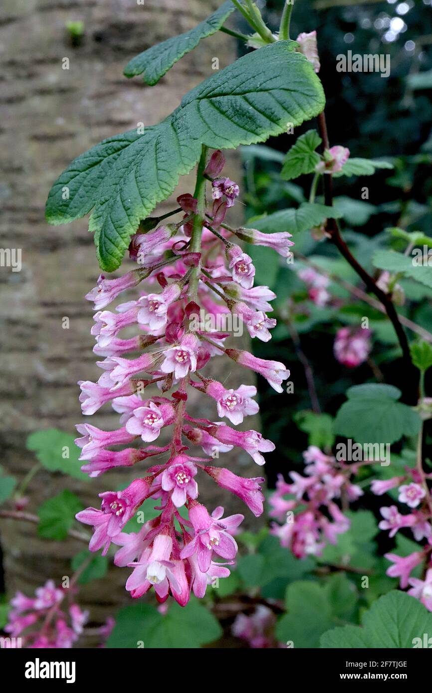 Ribes sanguineum ‘King Edward VII’ Red flowering currant King Edward ...