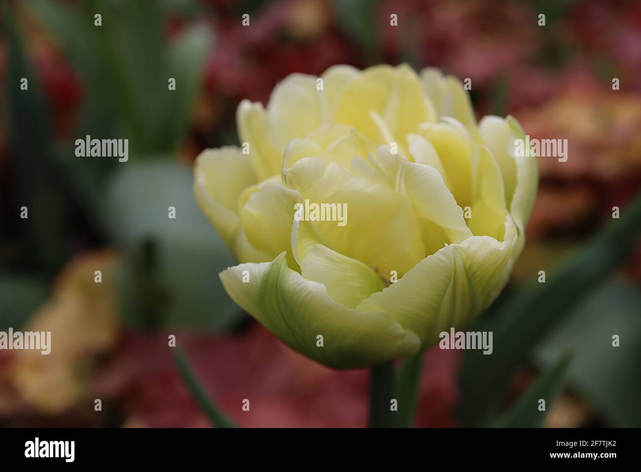 Tulipa ‘Verona’ Double early 2 Verona tulip – double peony form, lemon ...