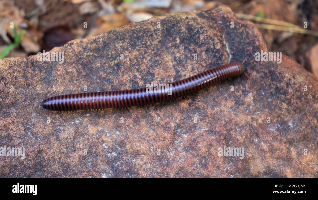 Brown centipede on the stone Stock Photo - Alamy