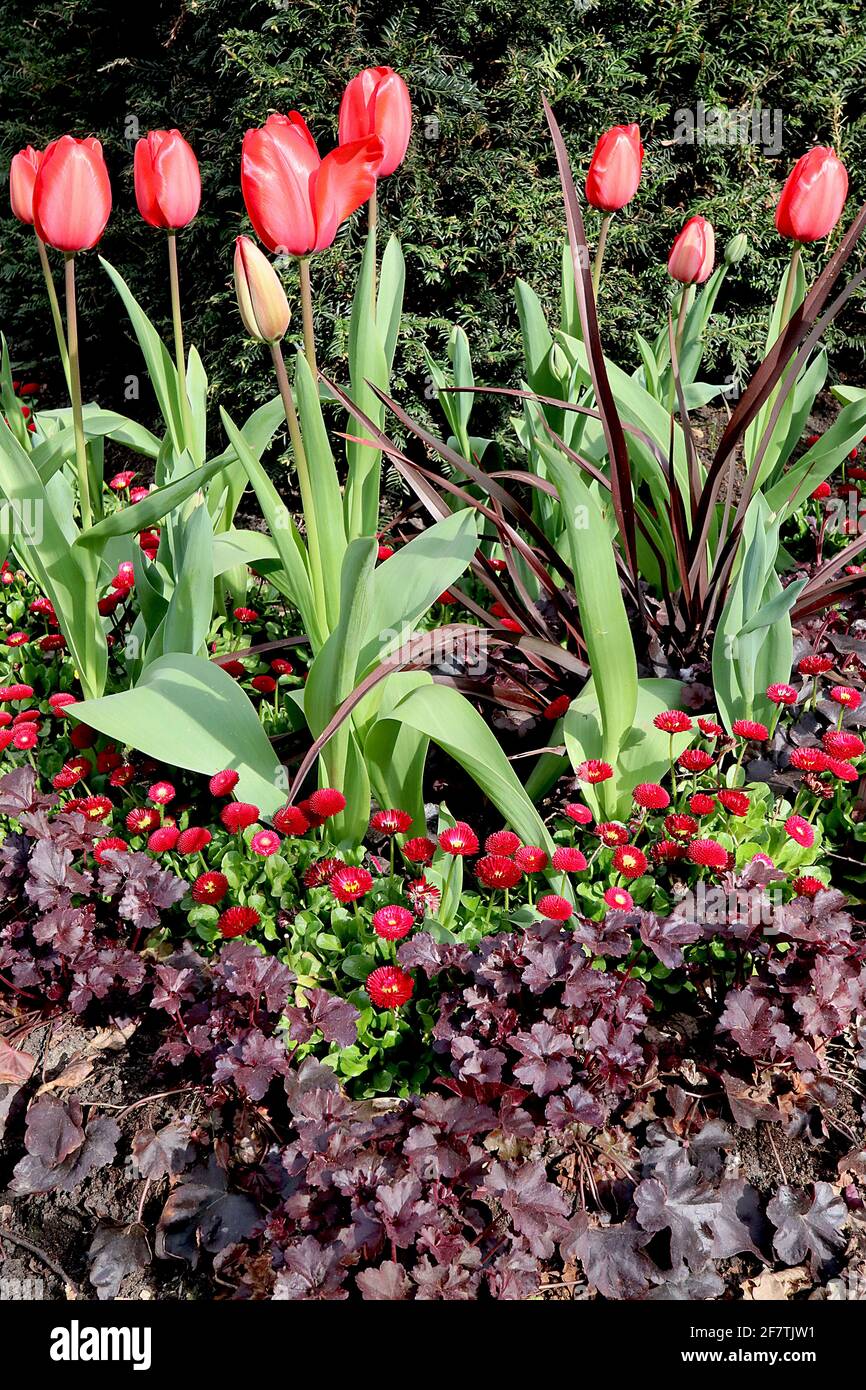 Tulipa ‘Red Impression’ Darwin hybrid 4 Red Impression tulip – tall ...
