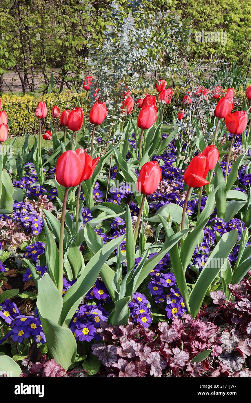 Tulipa ‘Red Impression’ Darwin hybrid 4 Red Impression tulip – tall ...