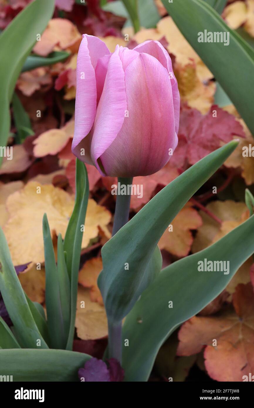 Tulipa ‘Violet Beauty’ Single late 5 Violet Beauty tulip - pink flowers ...