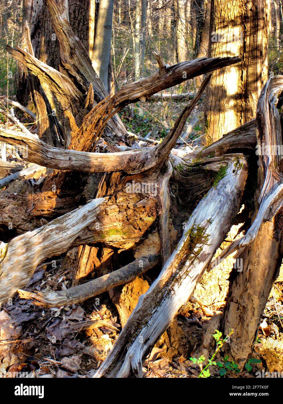 Twisted Tree Growth in a Forest Stock Photo - Alamy