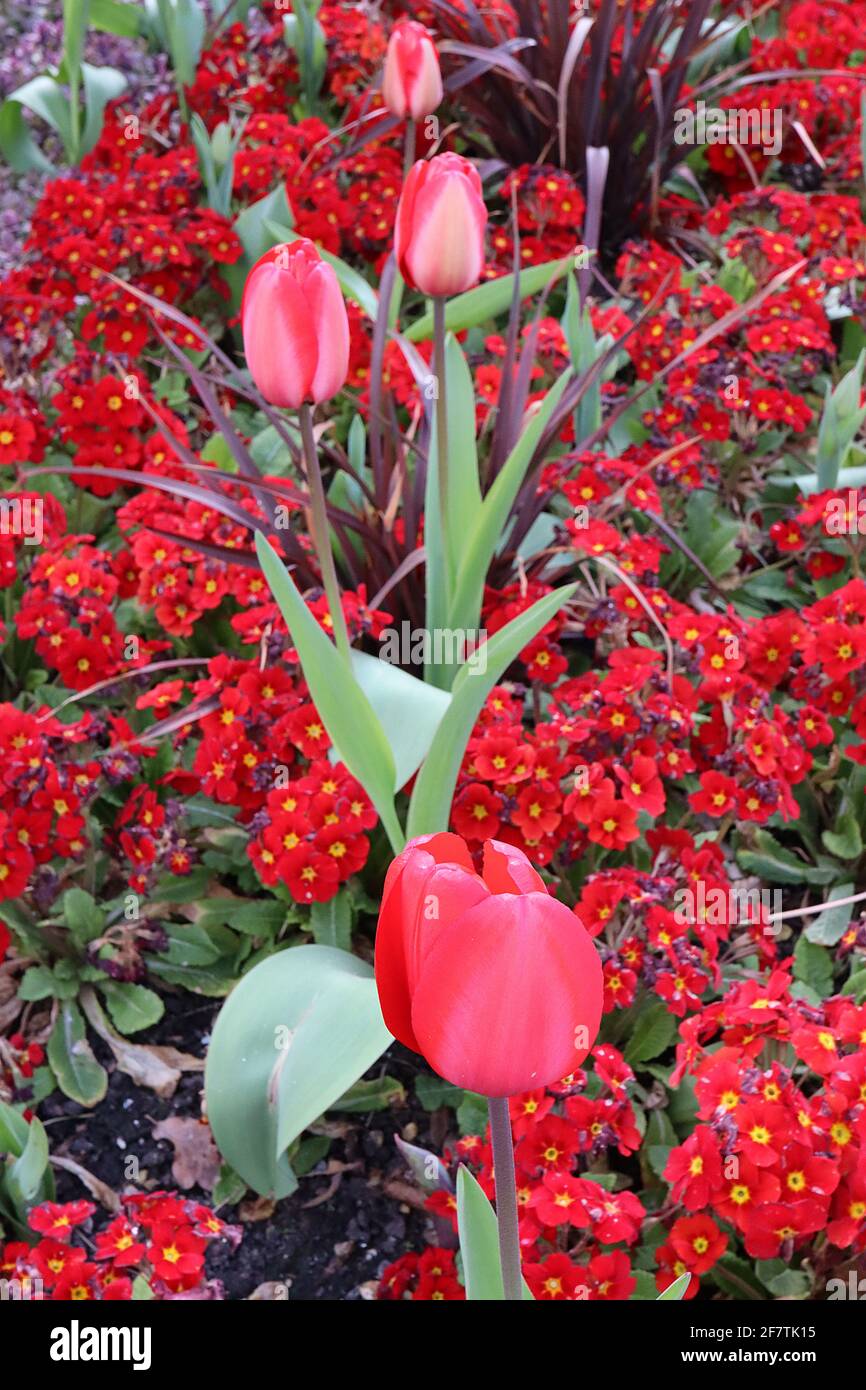 Tulipa ‘Red Impression’ Darwin hybrid 4 Red Impression tulip – tall ...