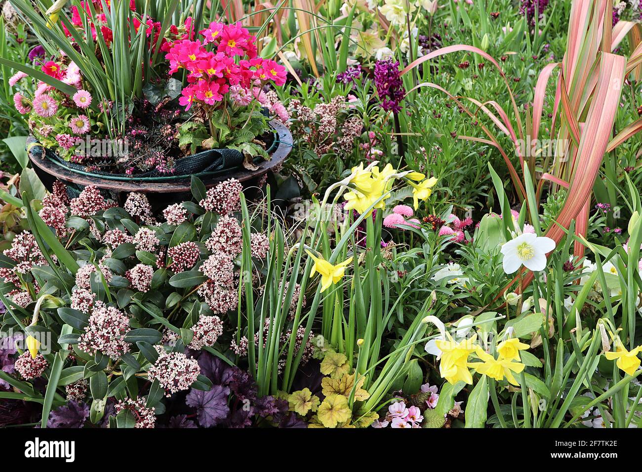 Spring flower scene Stock Photo - Alamy
