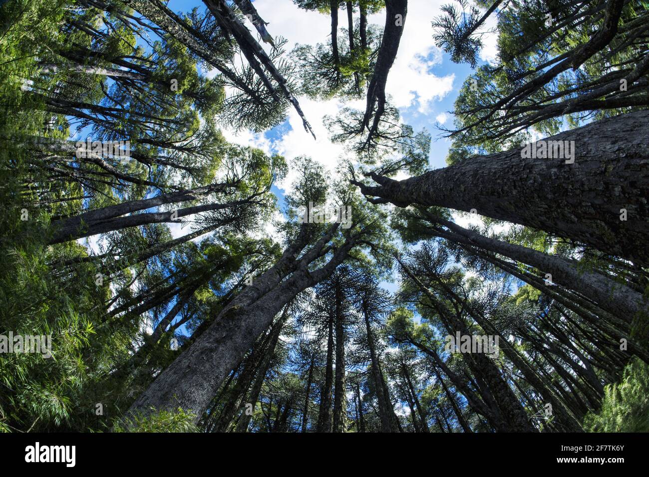 Low angle shot of tall trees under a cloudy sky Stock Photo - Alamy