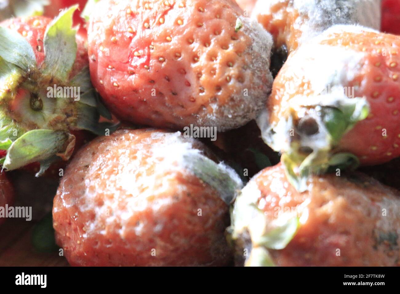 Moldy strawberries hi-res stock photography and images - Alamy