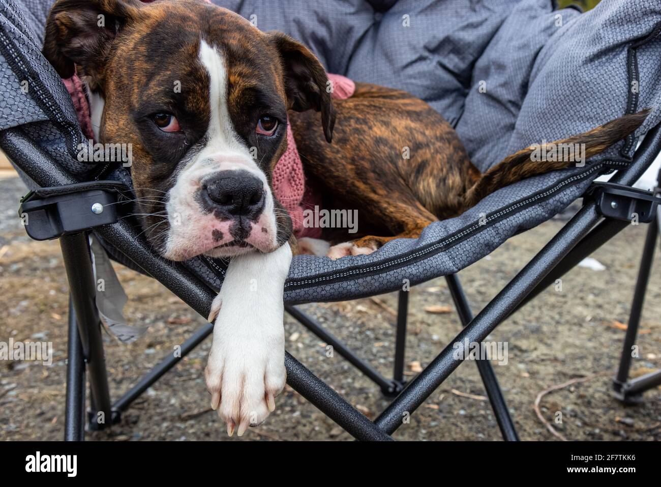 Cute and Adorable Female Boxer Dog laying on a cozy camping chair Stock ...