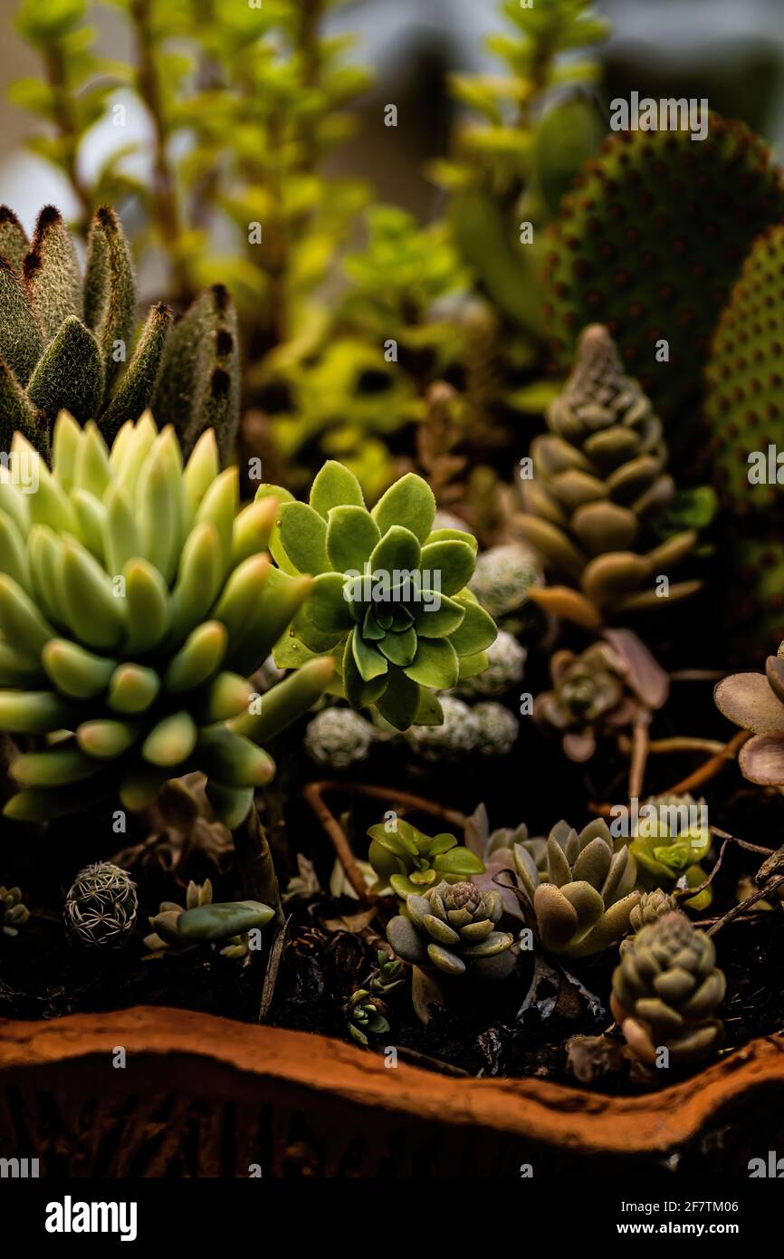 Vertical shot of various potted cactus and succulent plants on blurred ...