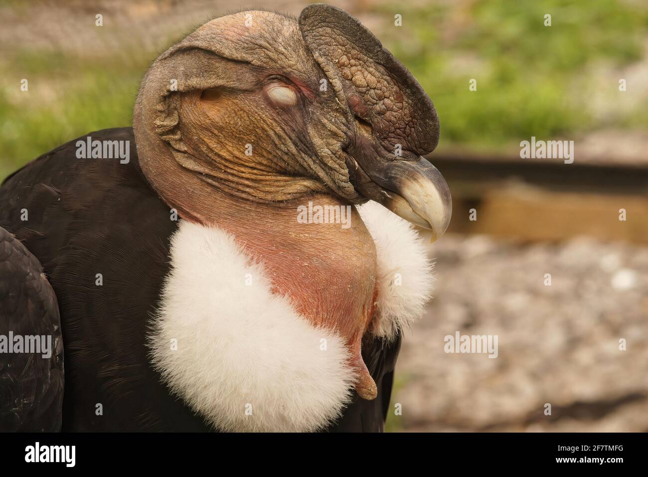 Face condor hi-res stock photography and images - Alamy