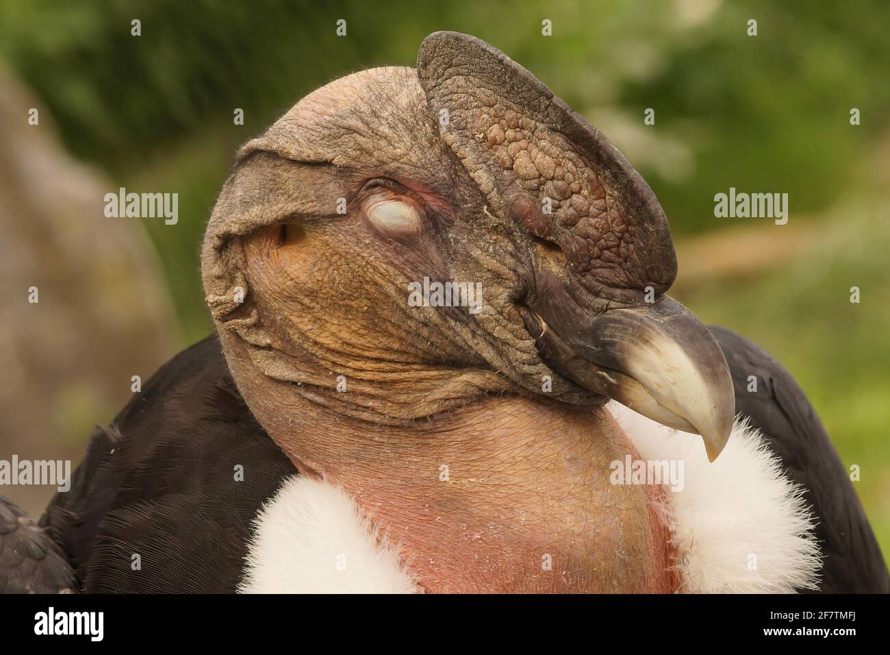 Face condor hi-res stock photography and images - Alamy