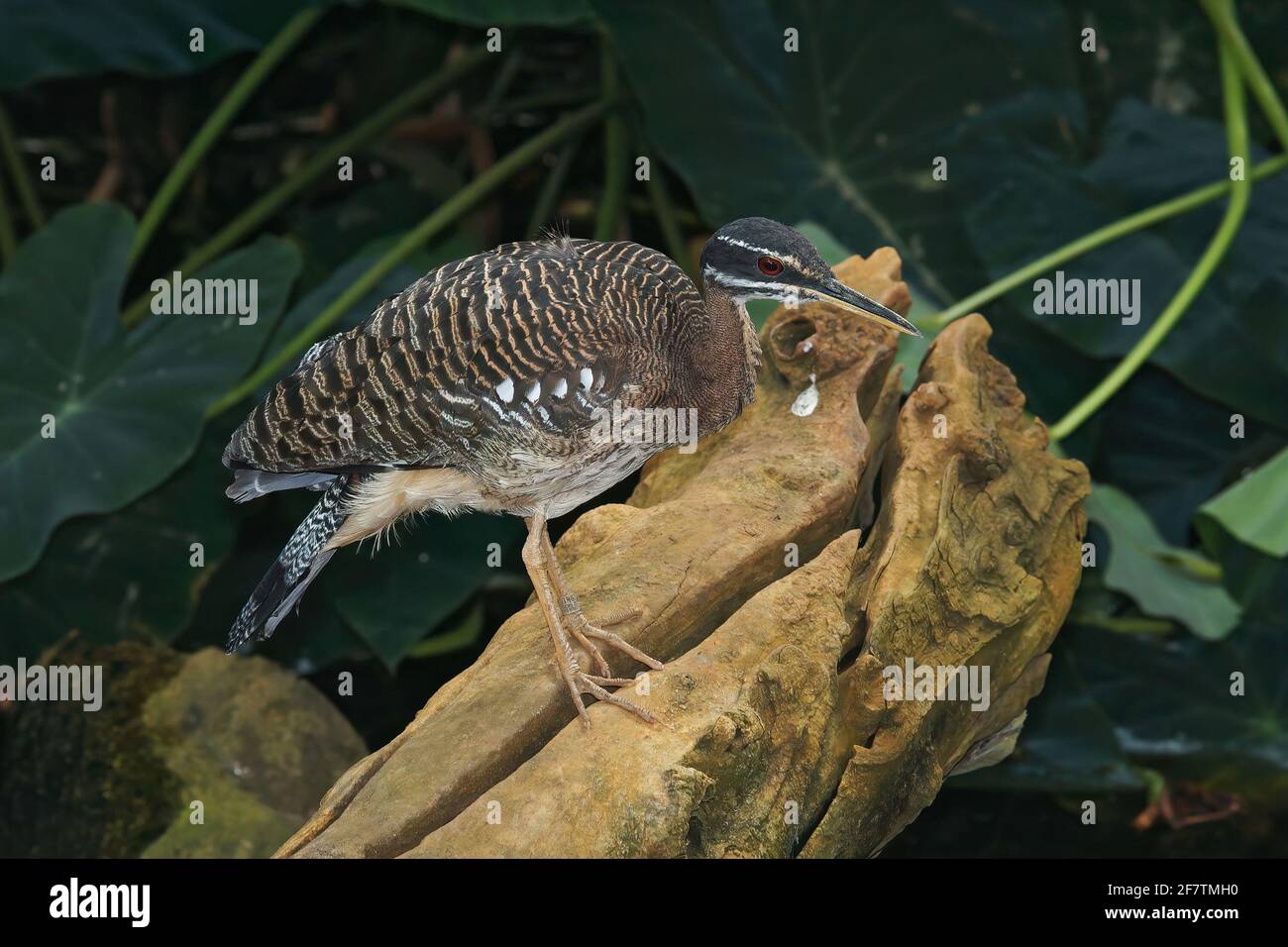 Parc paradisio hi-res stock photography and images - Alamy