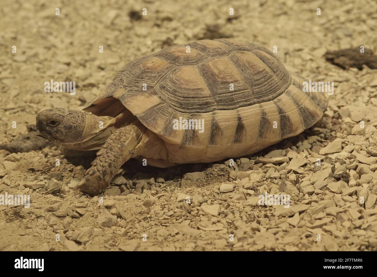 Marginated tortoise testudo hi-res stock photography and images - Alamy