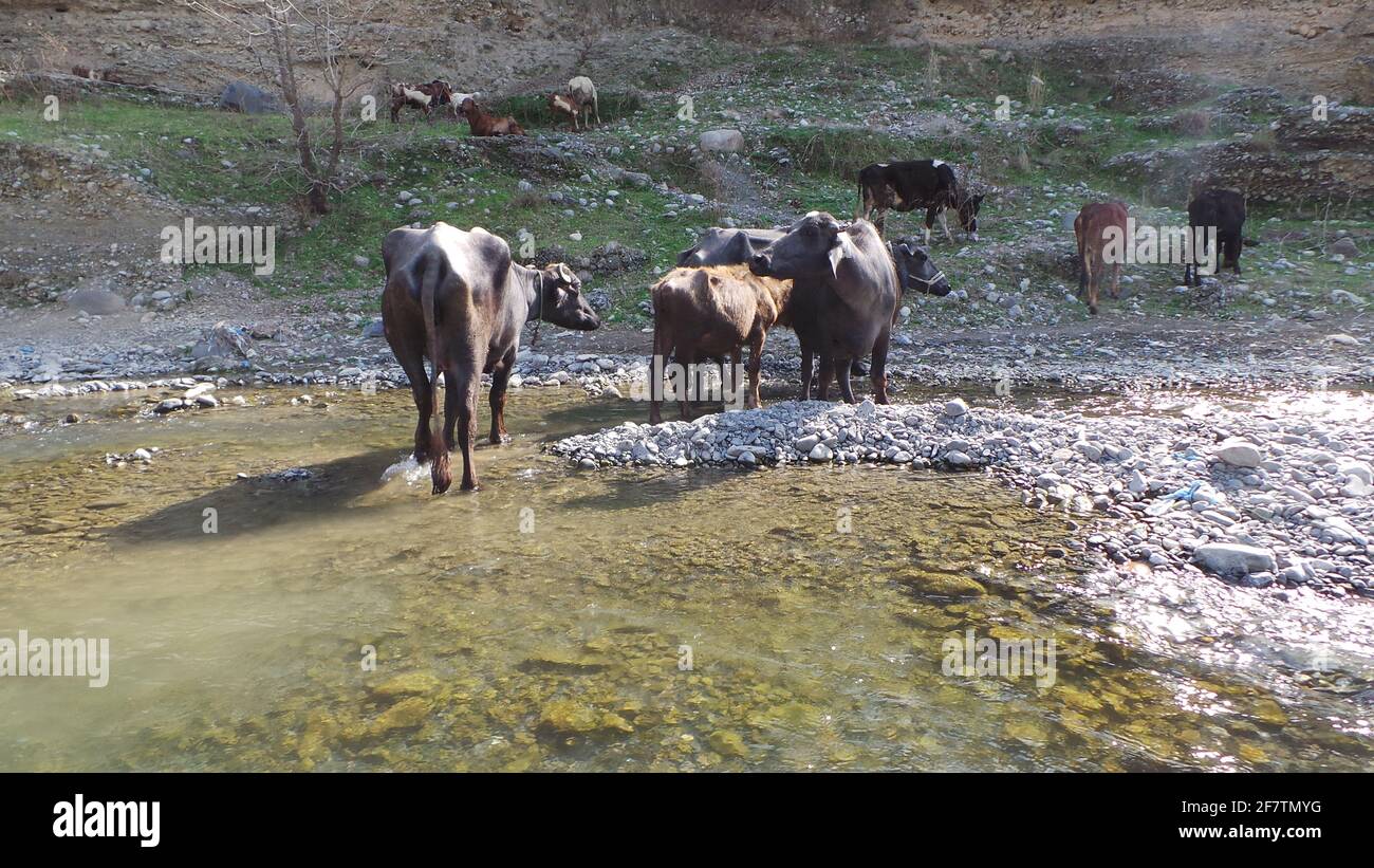 Goats and cows hi-res stock photography and images - Alamy