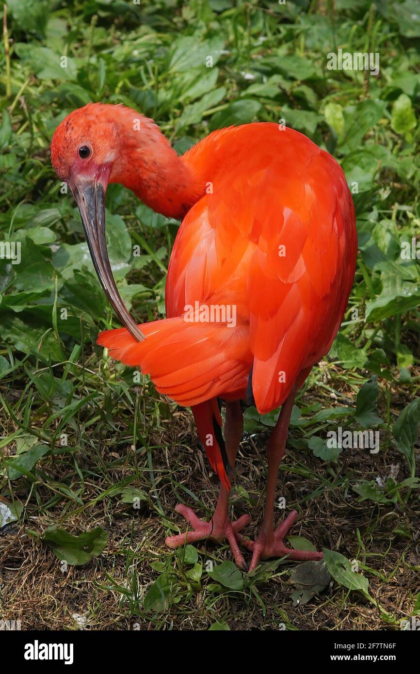 Closeup shot of a ruby red scarlet ibis, Eudocimus ruber Stock Photo ...