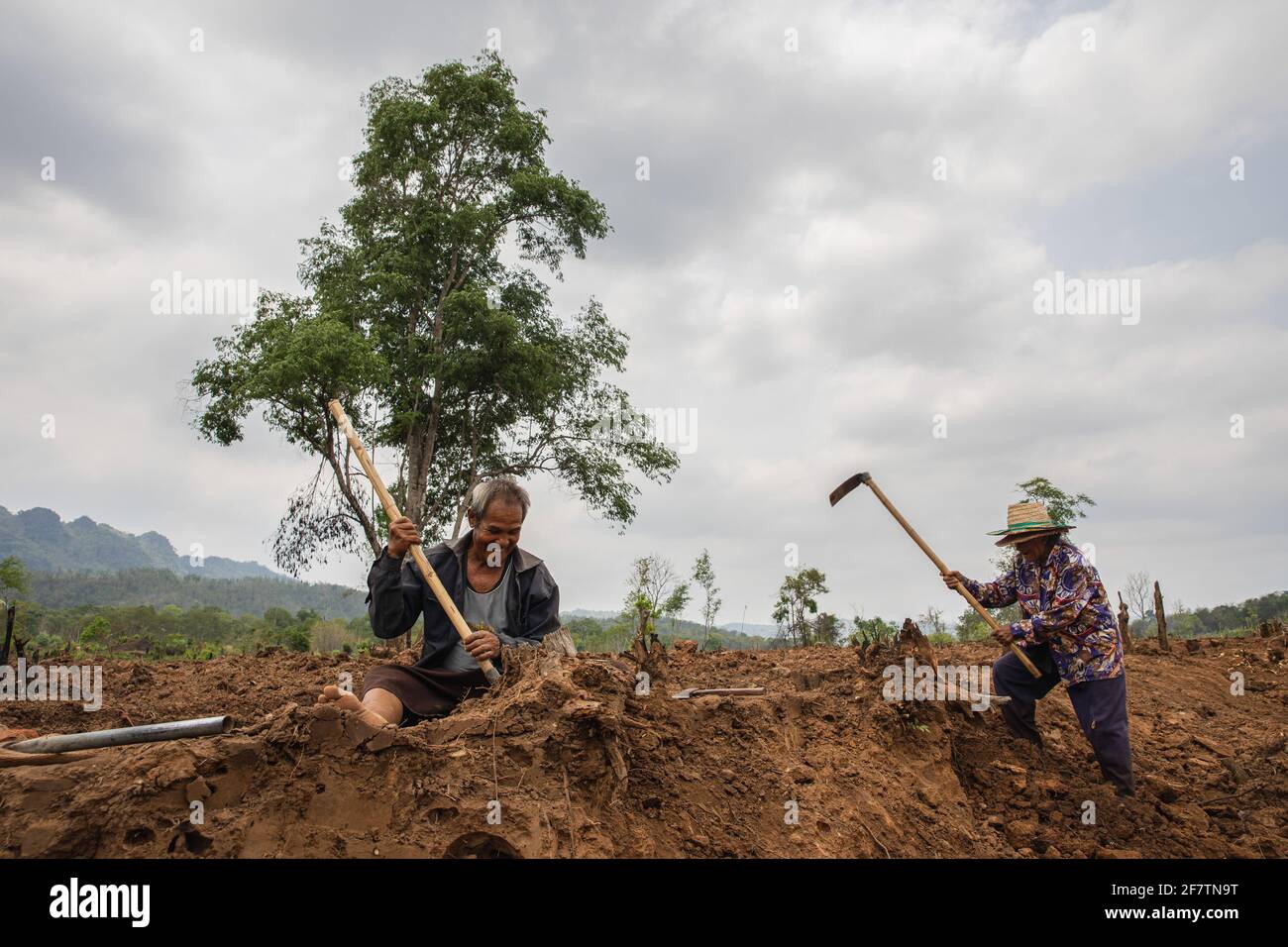 Borkeaw villagers seen digging stumps to prepare field for farming in ...